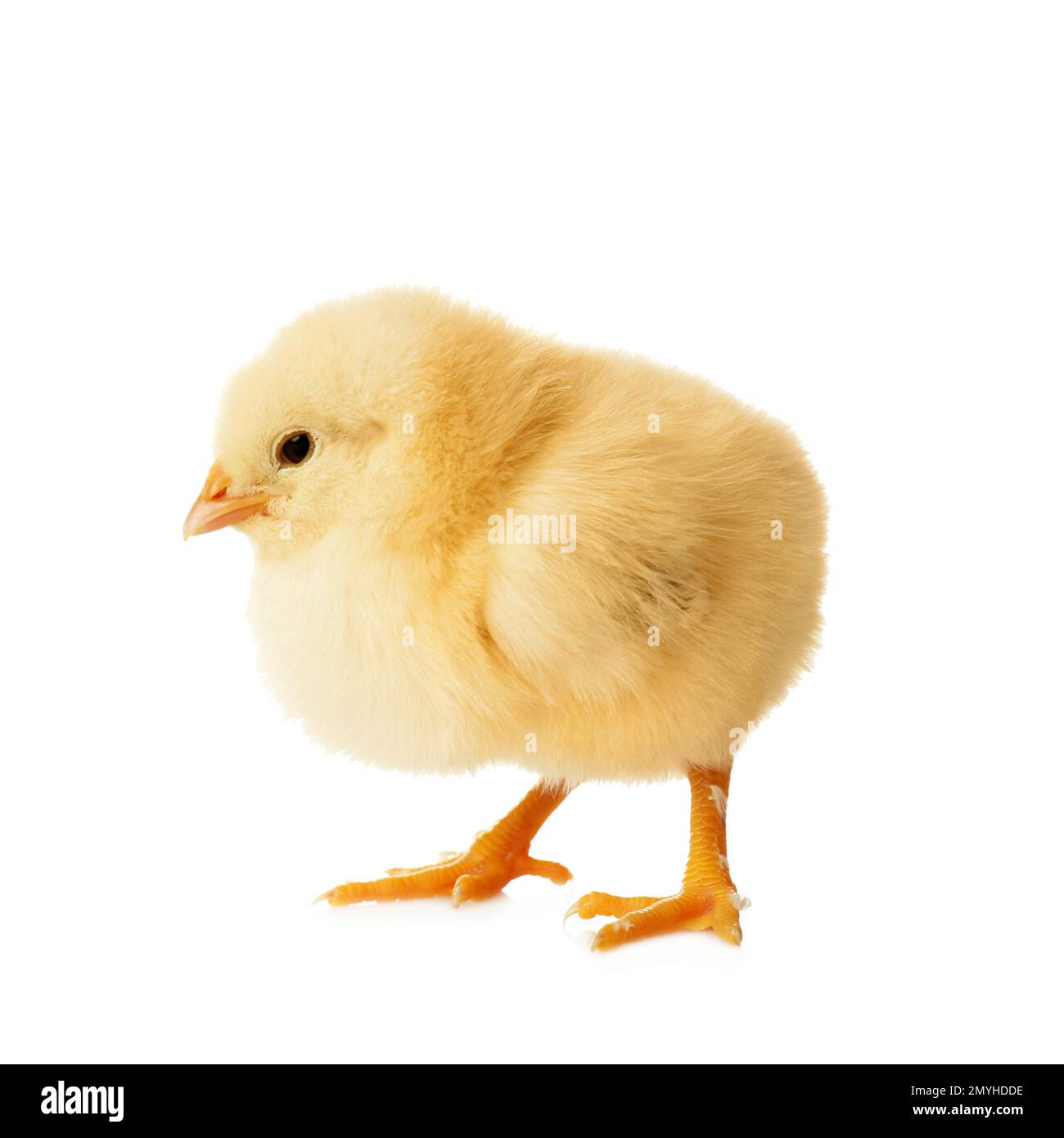 Cute fluffy baby chicken on white background. Farm animal Stock Photo ...