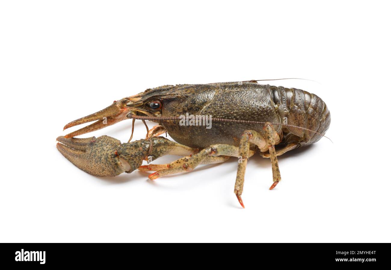 Fresh raw crayfish isolated on white. Healthy seafood Stock Photo - Alamy