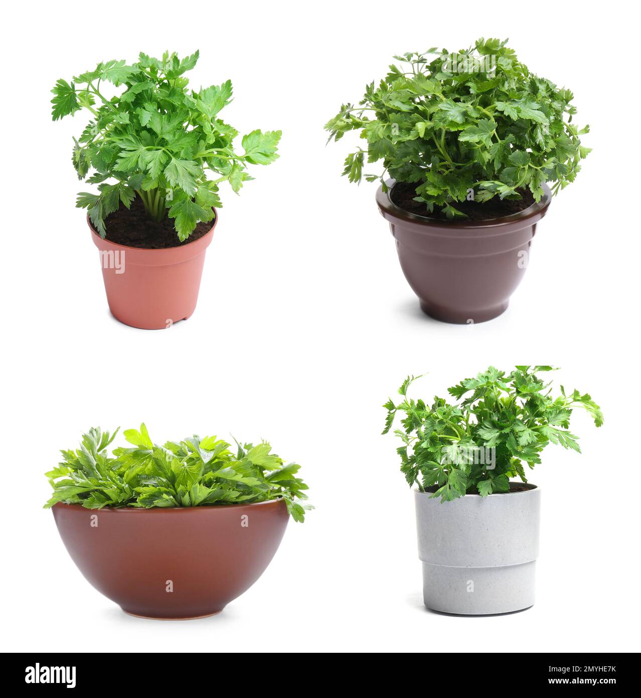 Set with potted parsley plants on white background Stock Photo - Alamy