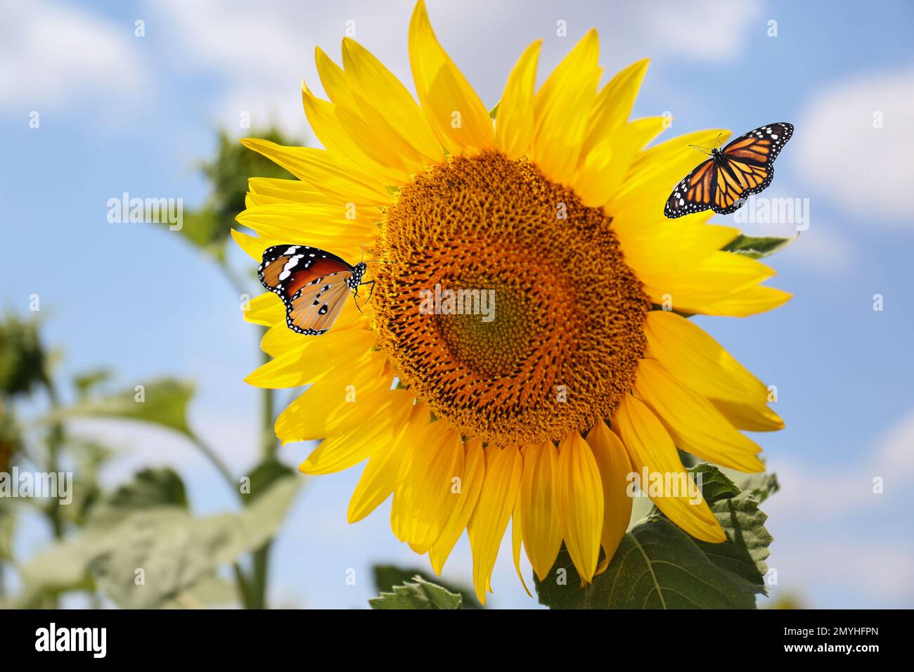 Beautiful monarch and plain tiger butterflies on sunflower, closeup ...