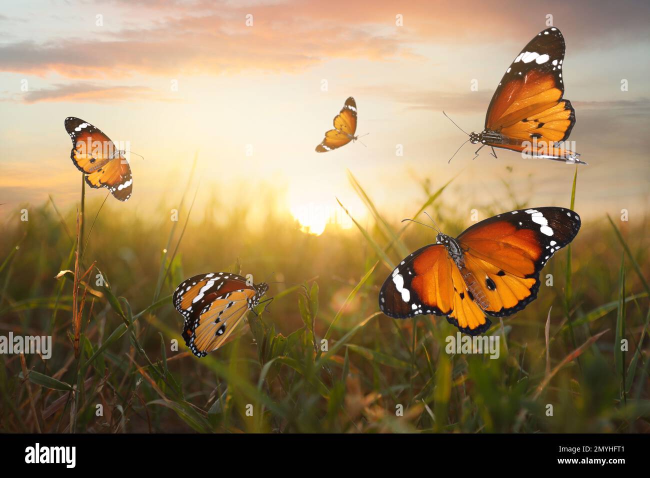 Field Of Butterflies