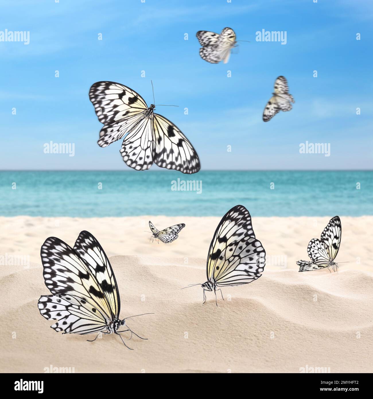 Beautiful view on ocean beach with amazing butterflies Stock Photo - Alamy