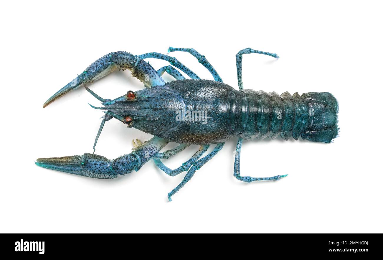 Blue crayfish isolated on white, top view. Freshwater crustacean Stock ...