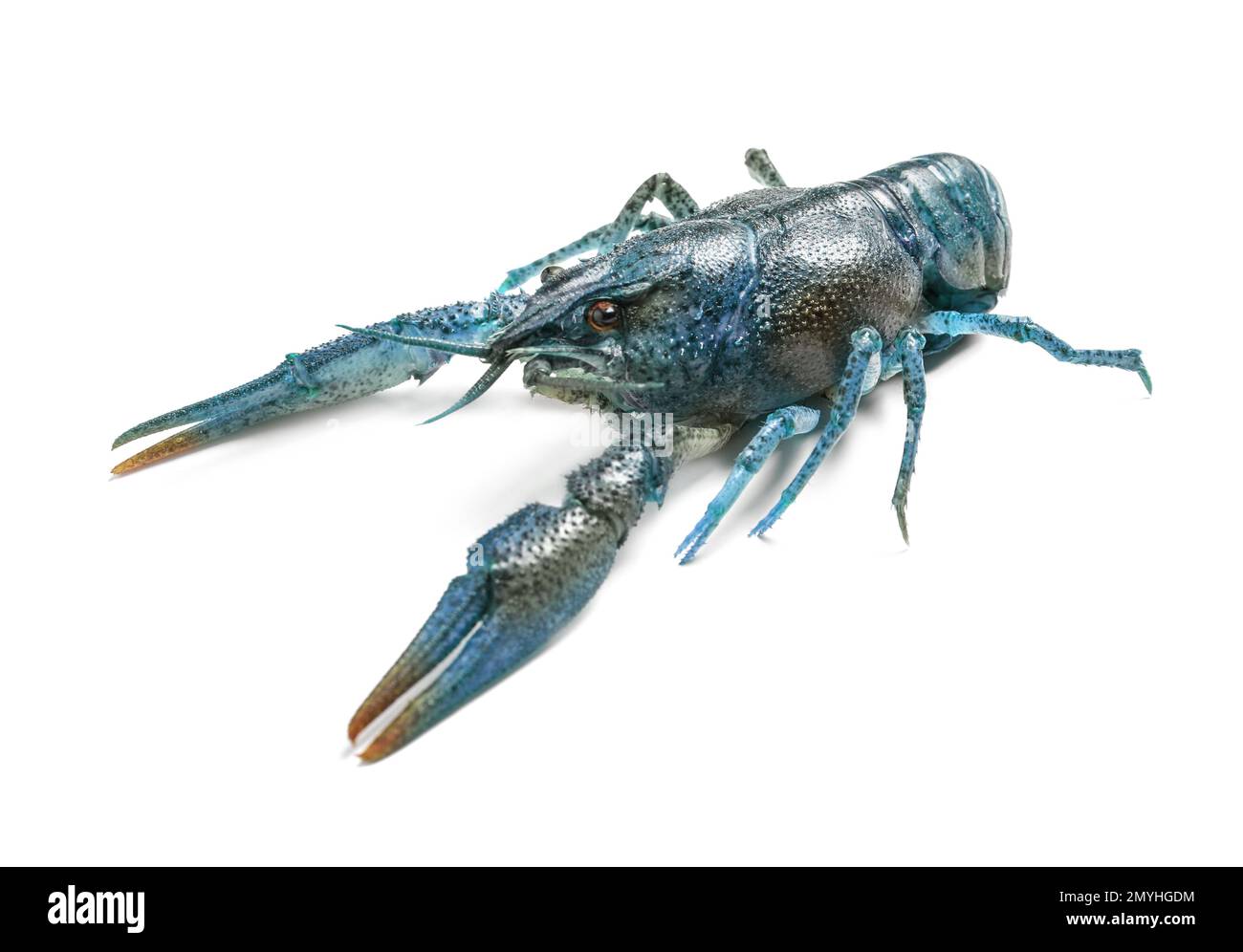 Blue or sapphire crayfish isolated on white Stock Photo - Alamy