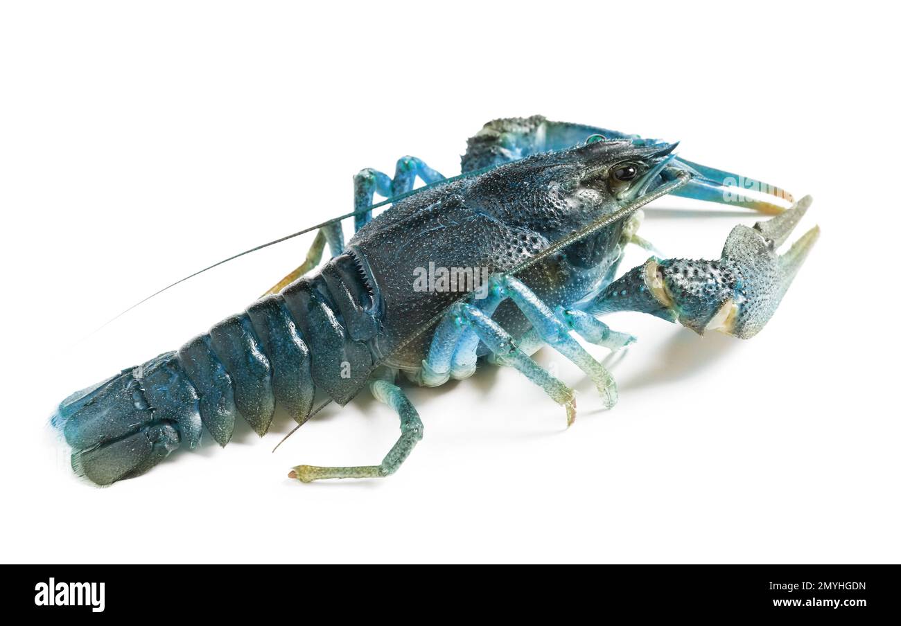 Blue crayfish isolated on white. Freshwater crustacean Stock Photo - Alamy