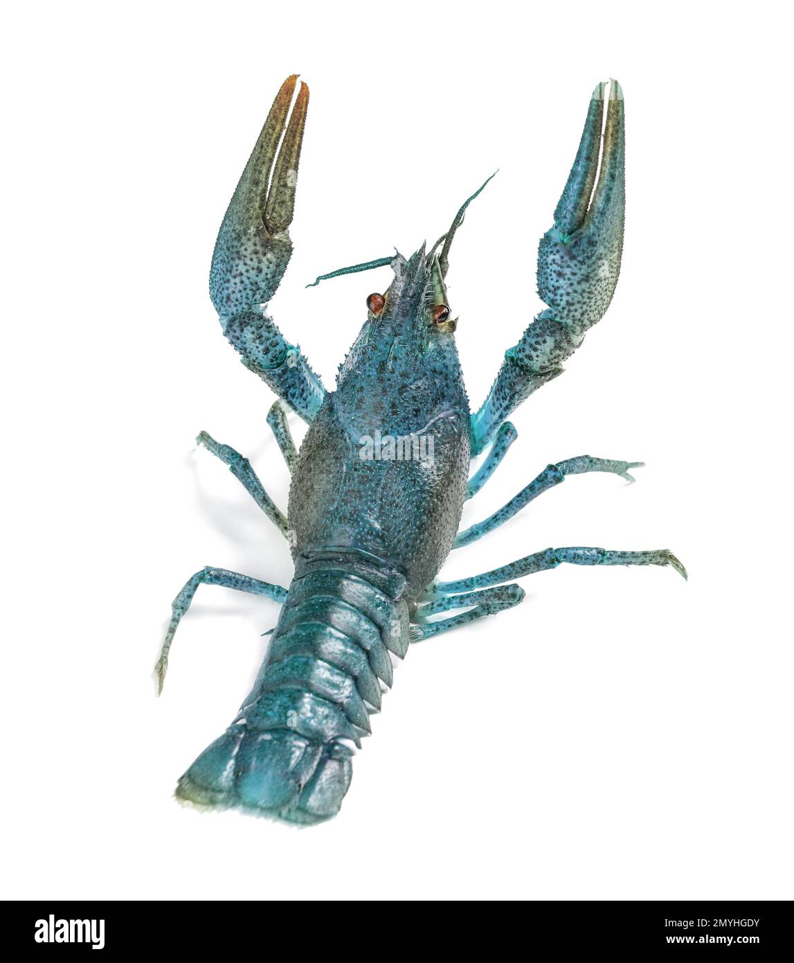 Blue crayfish isolated on white. Freshwater crustacean Stock Photo - Alamy