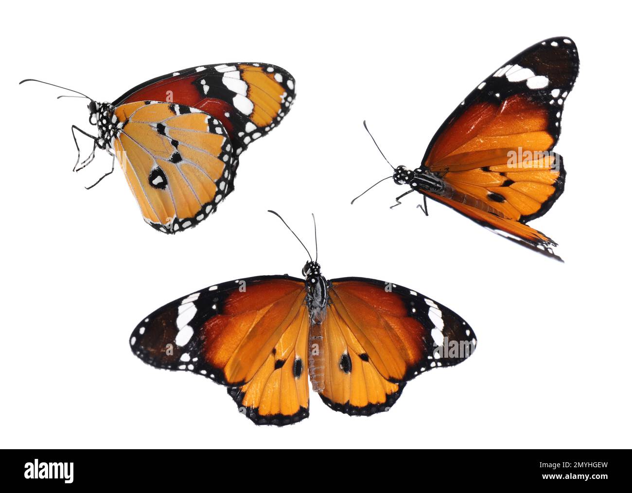 Set of beautiful plain tiger butterflies on white background Stock ...