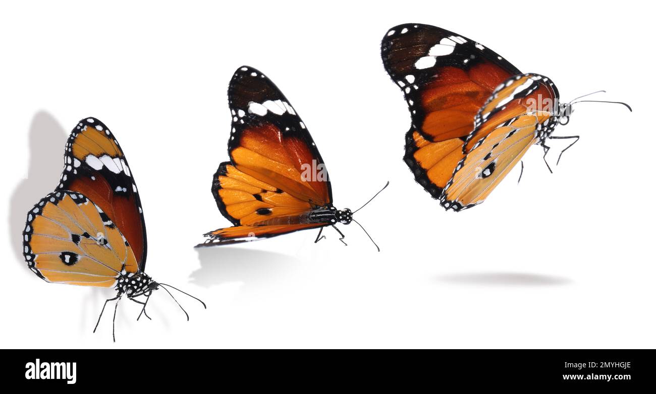 Collage with plain tiger butterfly flying up on white background ...