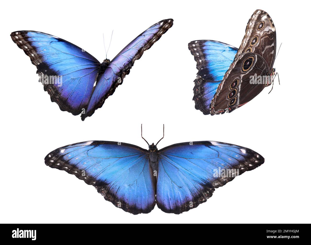 Set of beautiful blue morpho butterflies on white background Stock ...