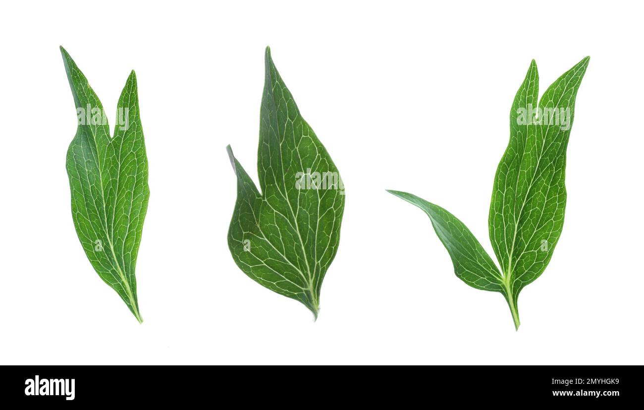 Set green peony leaves Cut Out Stock Images & Pictures - Alamy