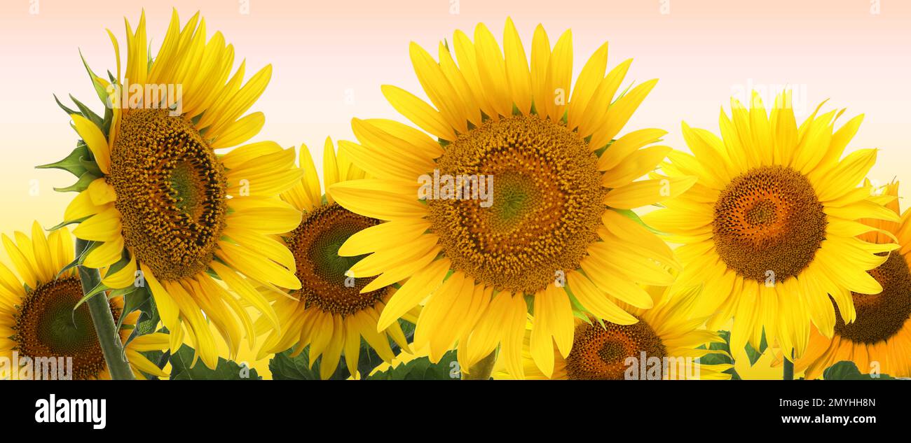 Many bright sunflowers on color background. Banner design Stock Photo ...