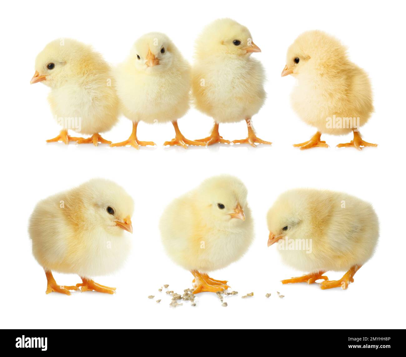 Collage with cute fluffy chickens on white background. Farm animals Stock Photo - Alamy
