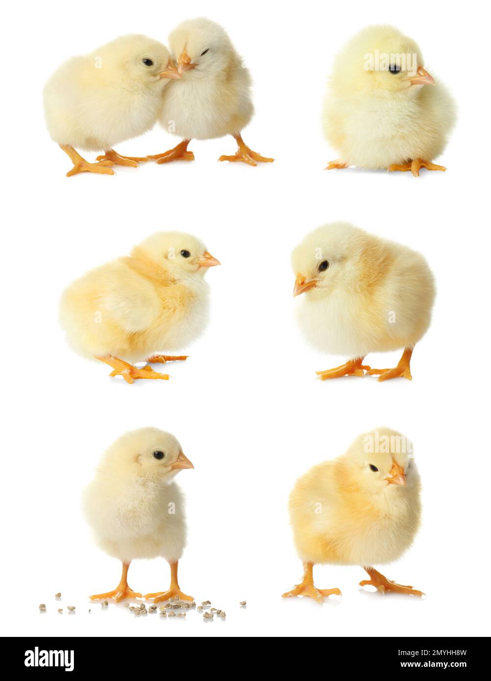 Collage with cute fluffy chickens on white background. Farm animals ...