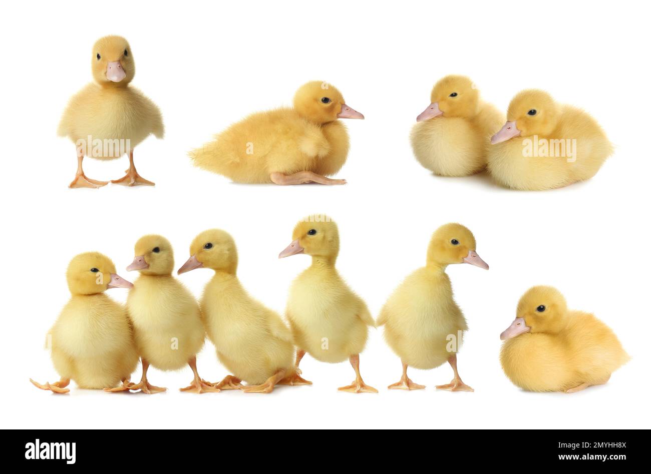 Collage with cute fluffy ducklings on white background. Farm animals ...
