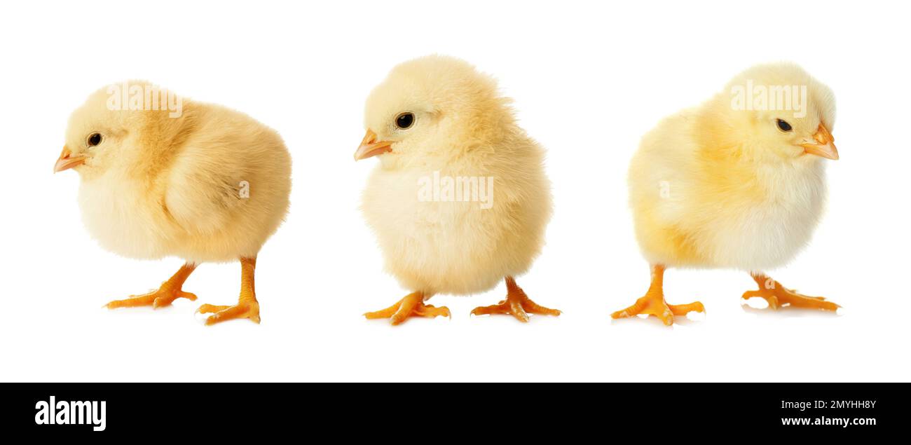 Three cute fluffy chickens on white background. Farm animals Stock ...