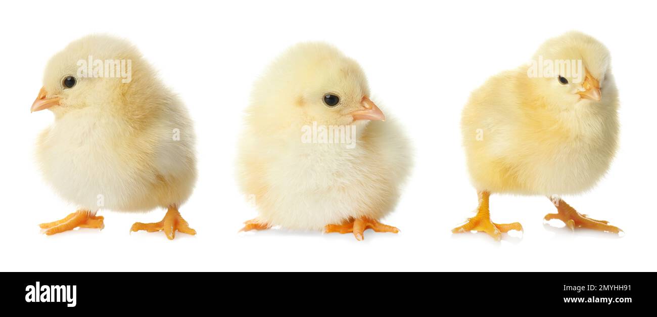 Three cute fluffy chickens on white background. Farm animals Stock Photo - Alamy