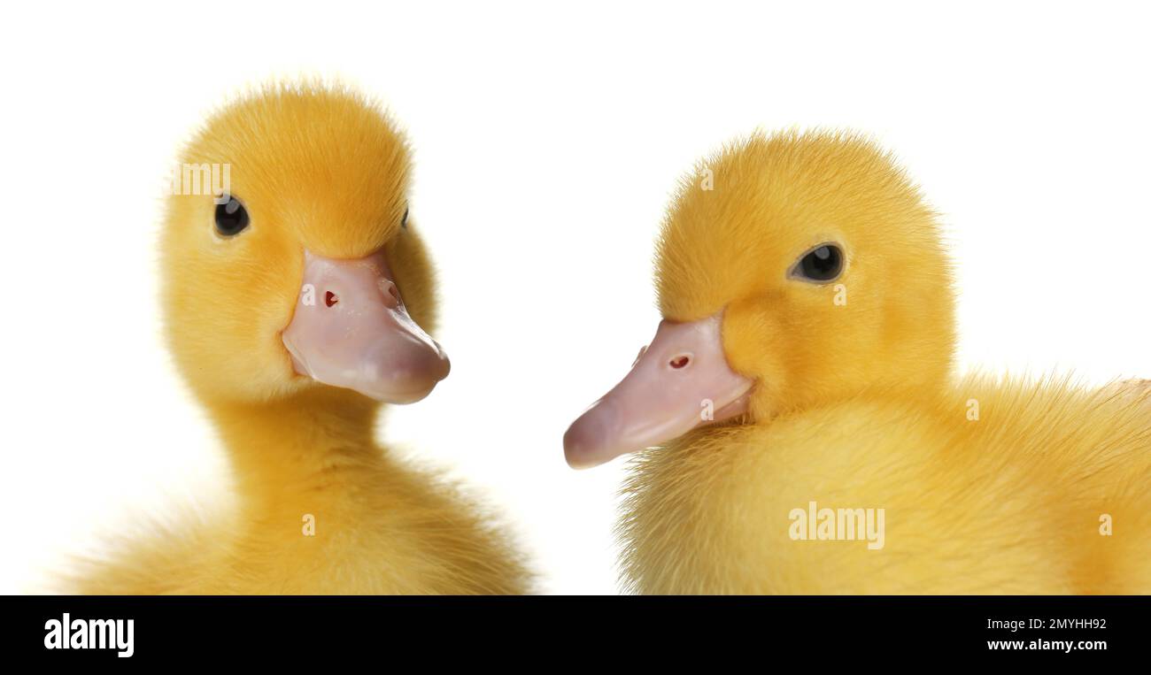 Two cute fluffy ducklings on white background. Farm animals Stock Photo ...