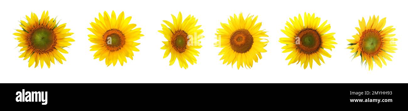 Set of bright sunflowers on white background. Banner design Stock Photo ...