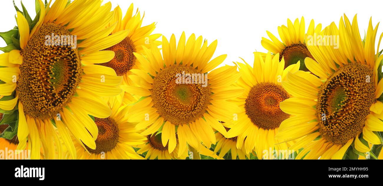 Many bright sunflowers on white background. Banner design Stock Photo ...
