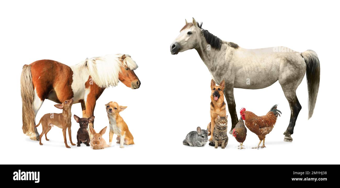 Collage with horse and other pets on white background. Banner design ...