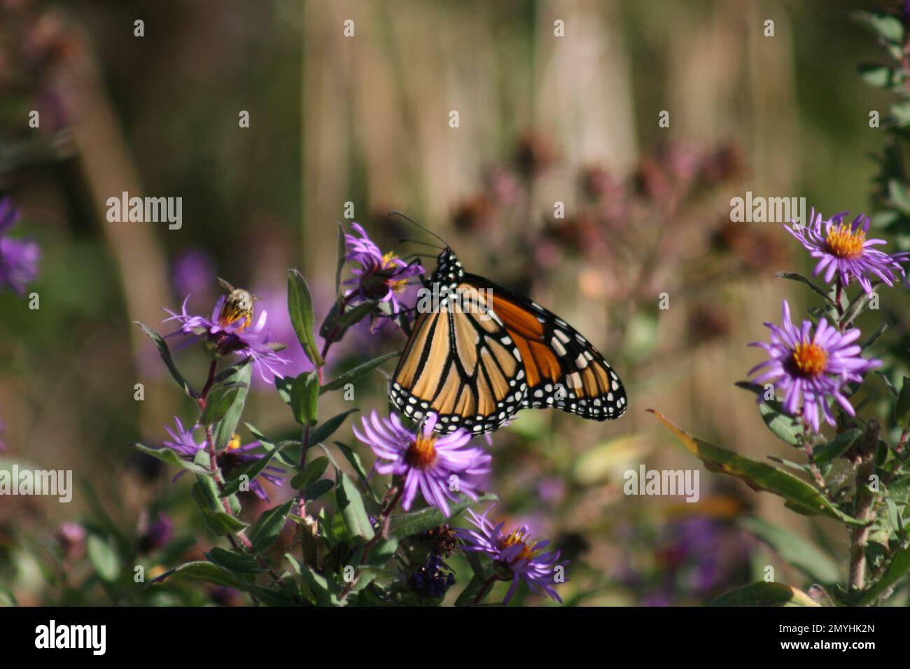 Monarch Butterfly resting a flower in Forest Park-St. Louis, Missouri ...