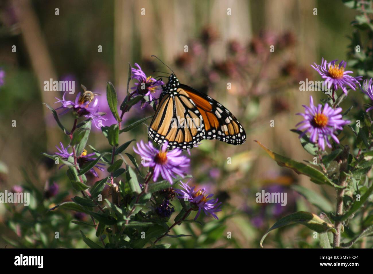 Monarch Butterfly resting a flower in Forest Park-St. Louis, Missouri ...