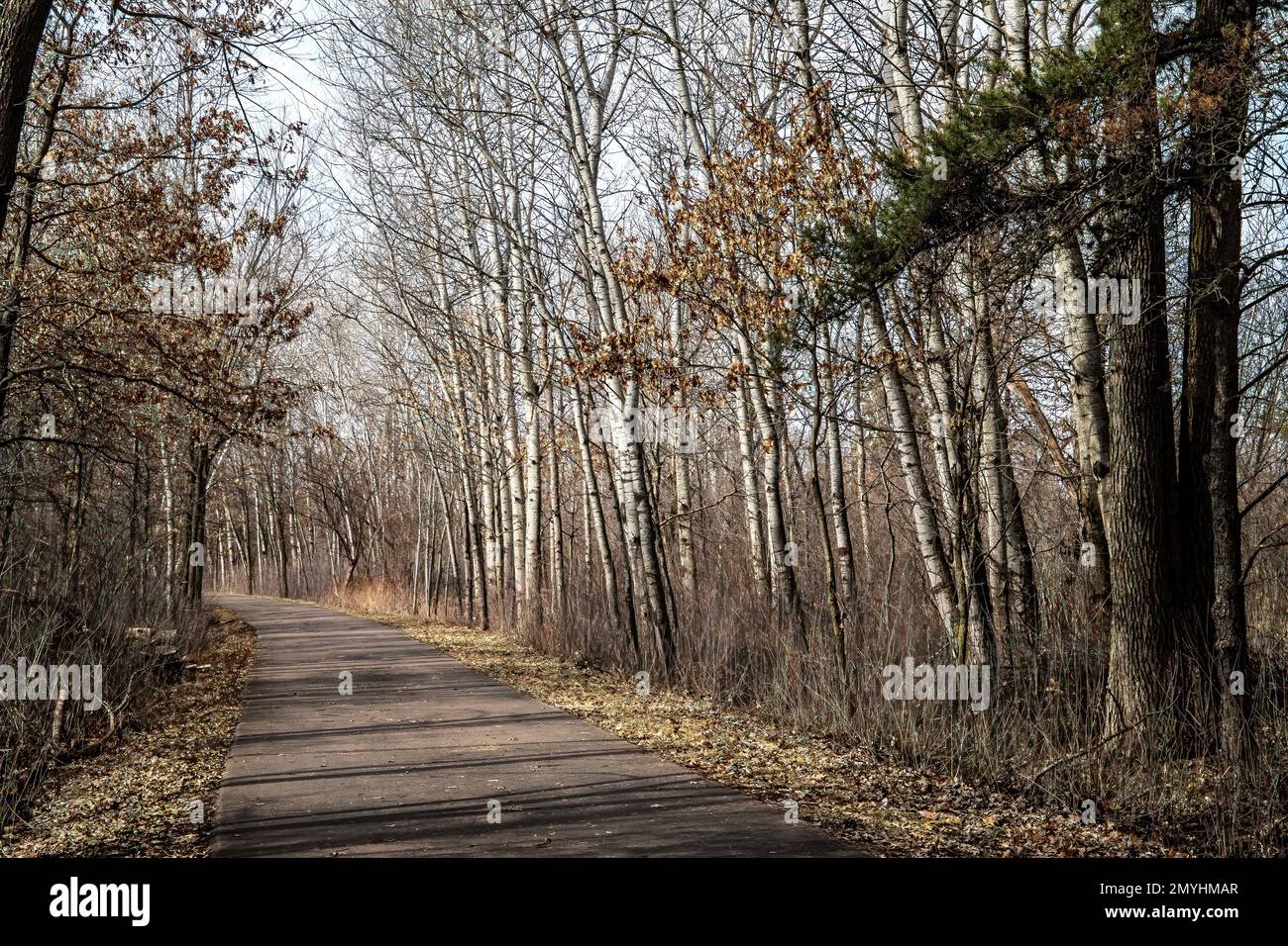 Birch Trees lining a walkway trail through Pine Point Regional Park on ...