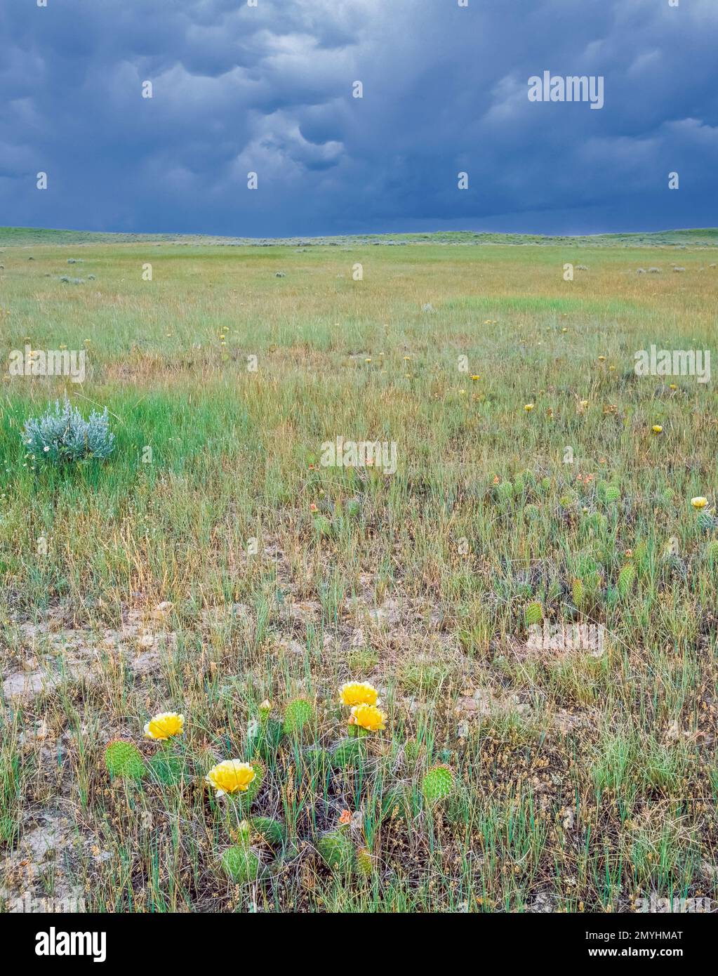prickly pear cactus on vast expanse of prairie near mosby, montana ...