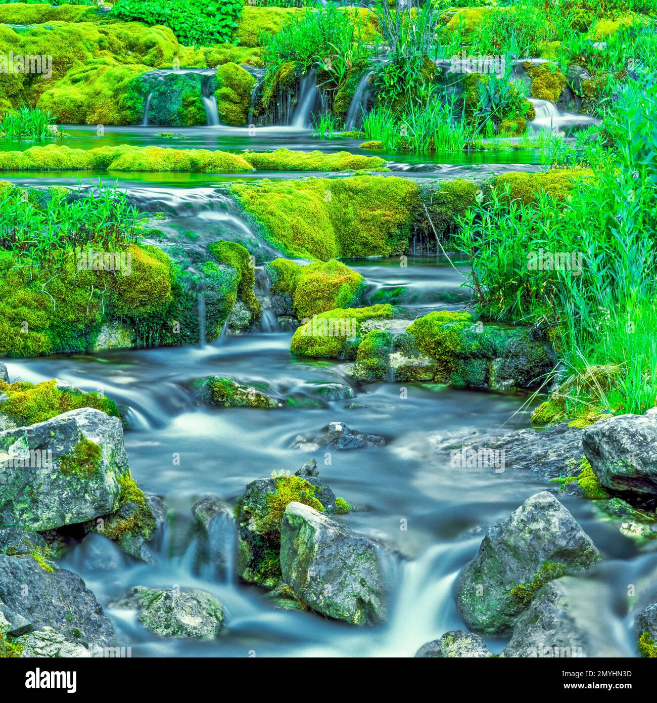 mountain stream cascading over mossy ledges in the little belt ...