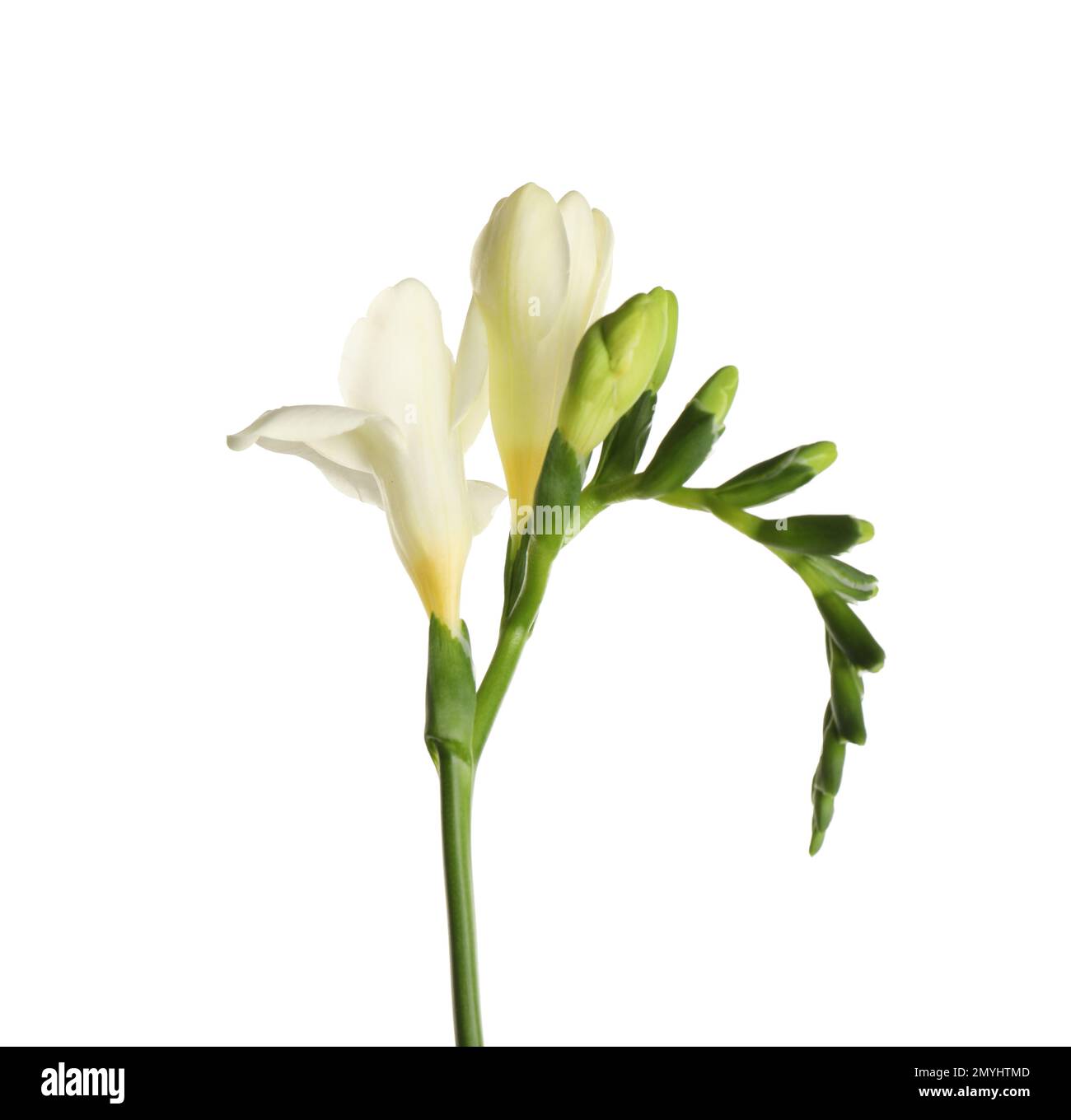 Beautiful blooming one single detail Cut Out Stock Images & Pictures ...