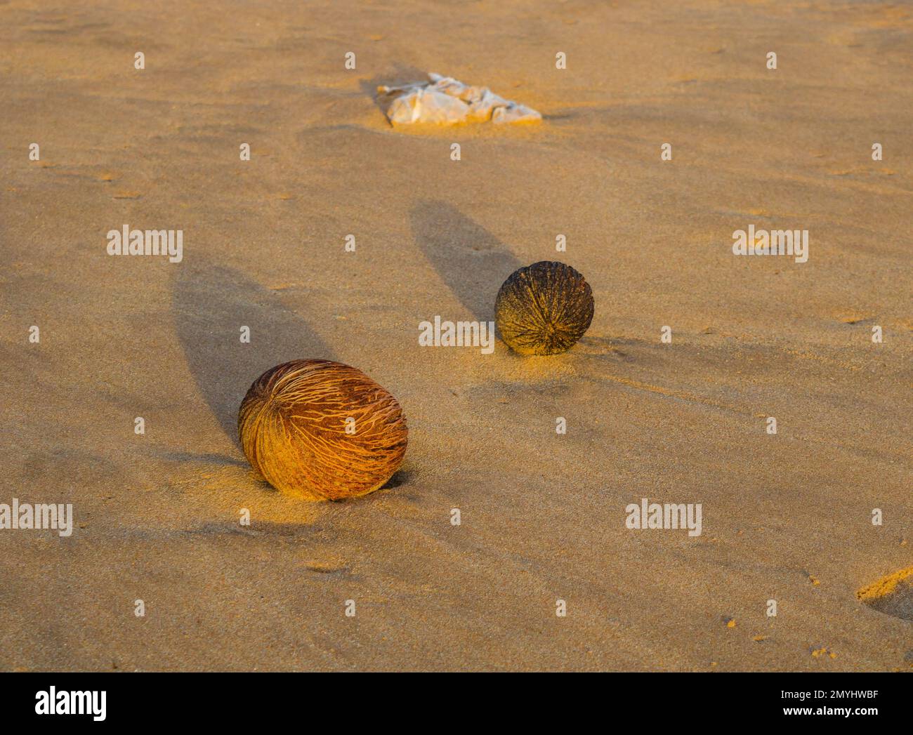 Cerbera odollam seed,Its fruit, when still green, looks like a small ...