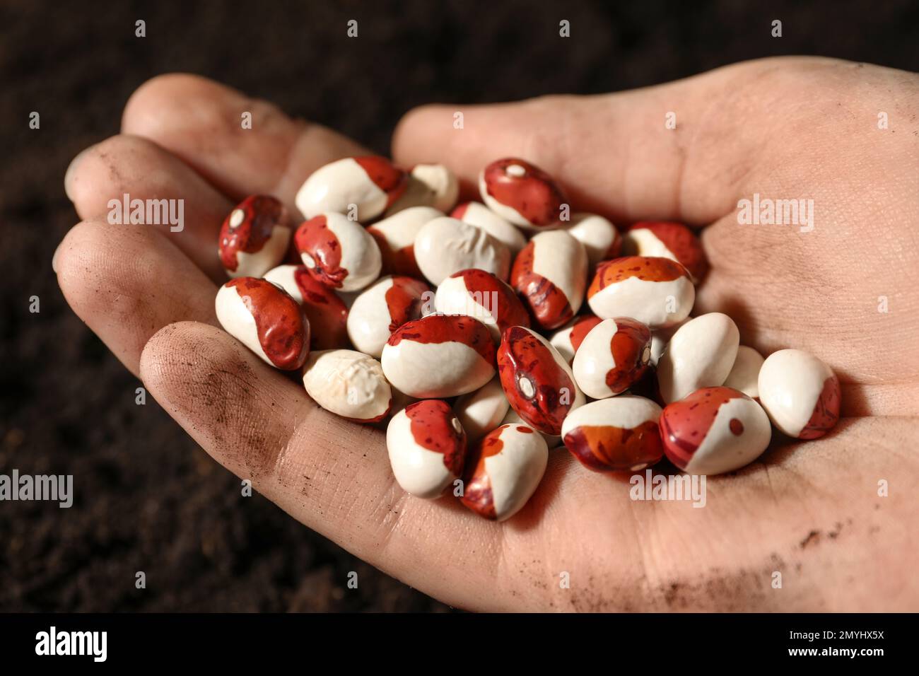 Woman holding pile of beans over soil, closeup. Vegetable seeds ...