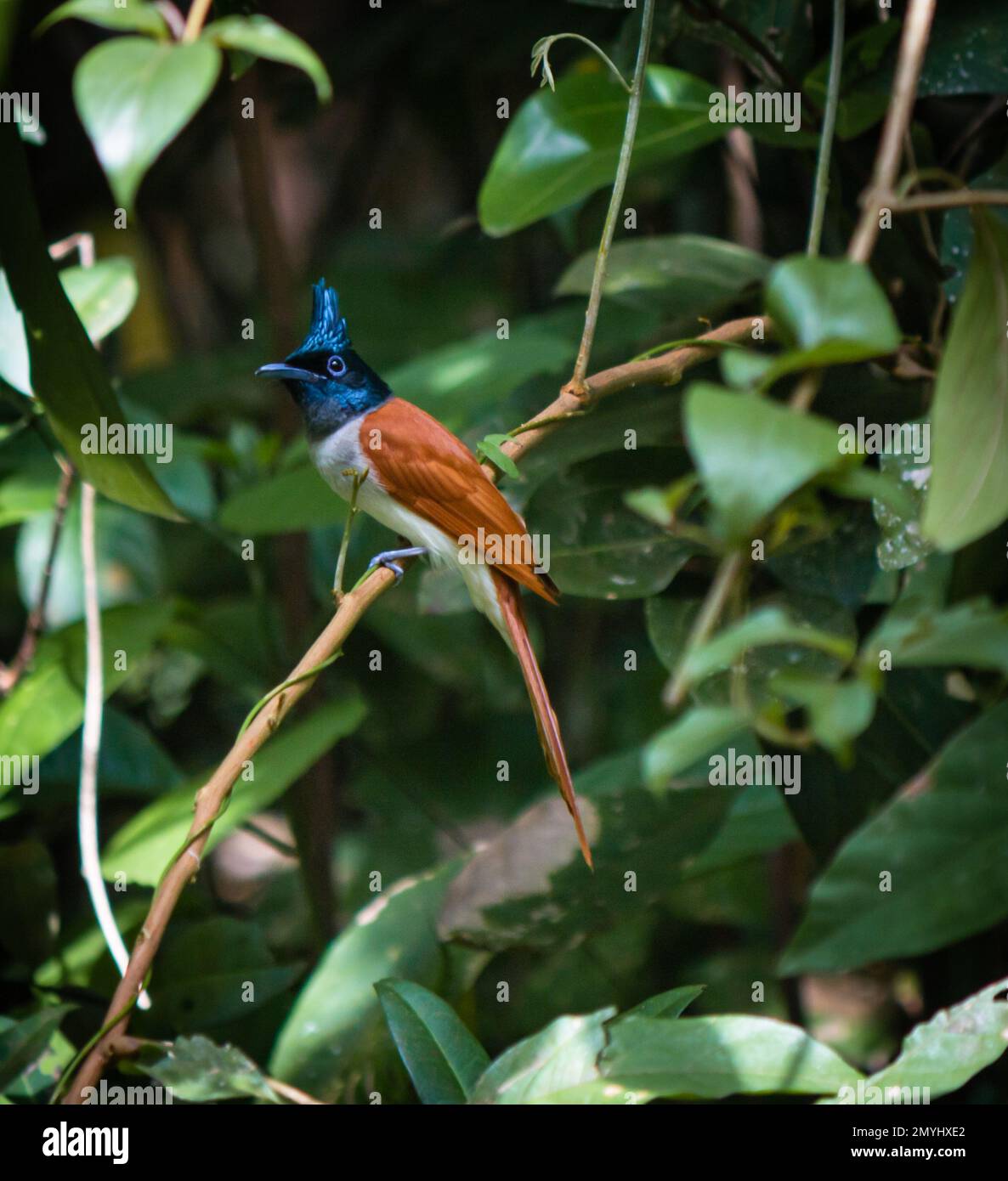 The Indian paradise flycatcher (Terpsiphone paradisi) is a medium-sized ...
