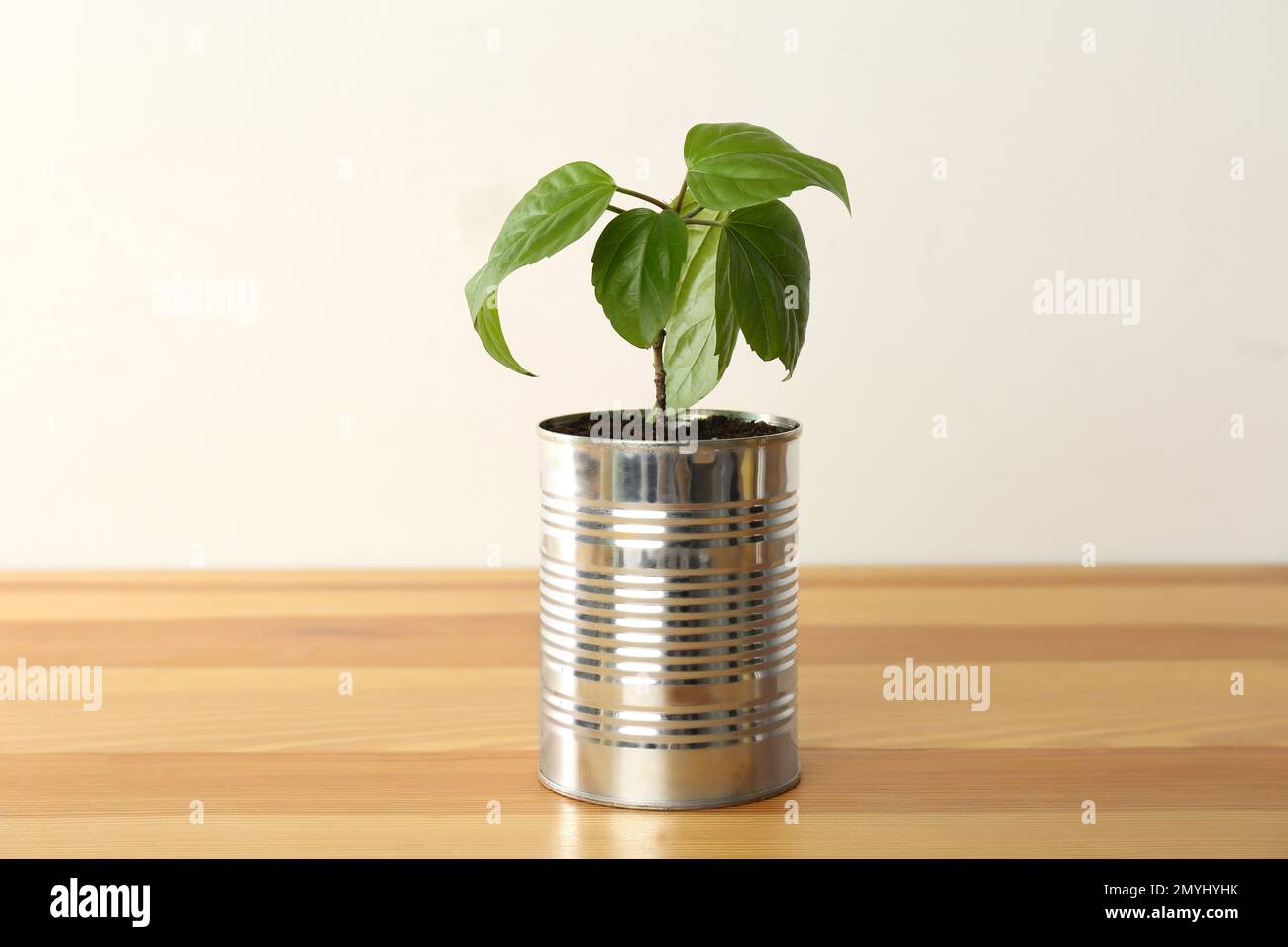 Tin can plant pot hi-res stock photography and images - Alamy