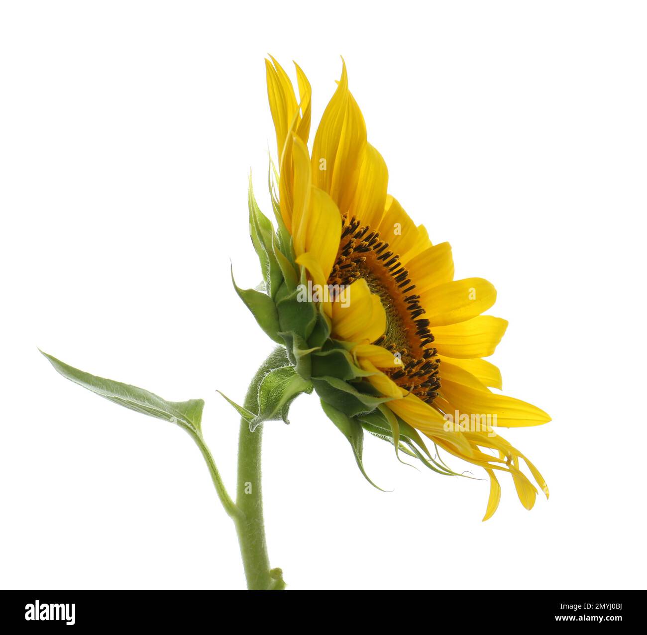 Beautiful blooming one single detail Cut Out Stock Images & Pictures ...