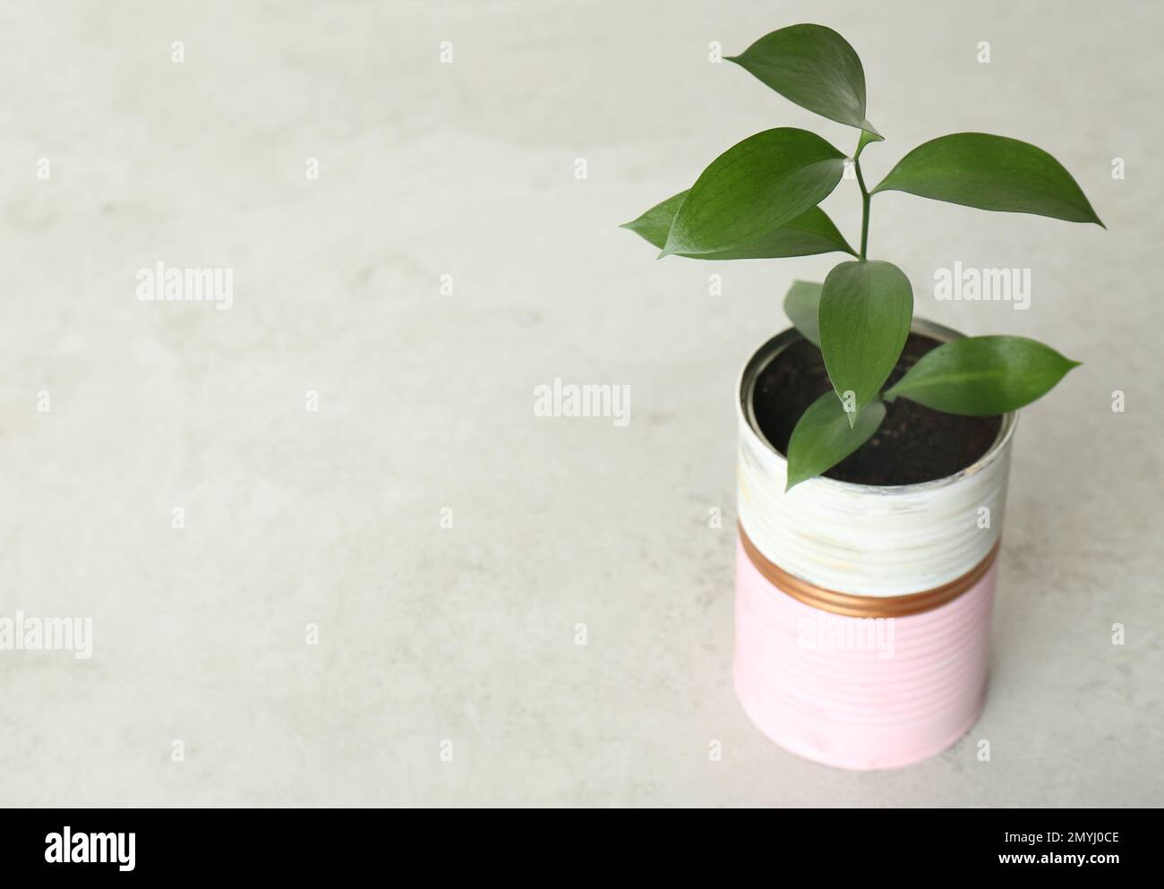 Beautiful houseplant in color tin can on light grey stone table. Space ...