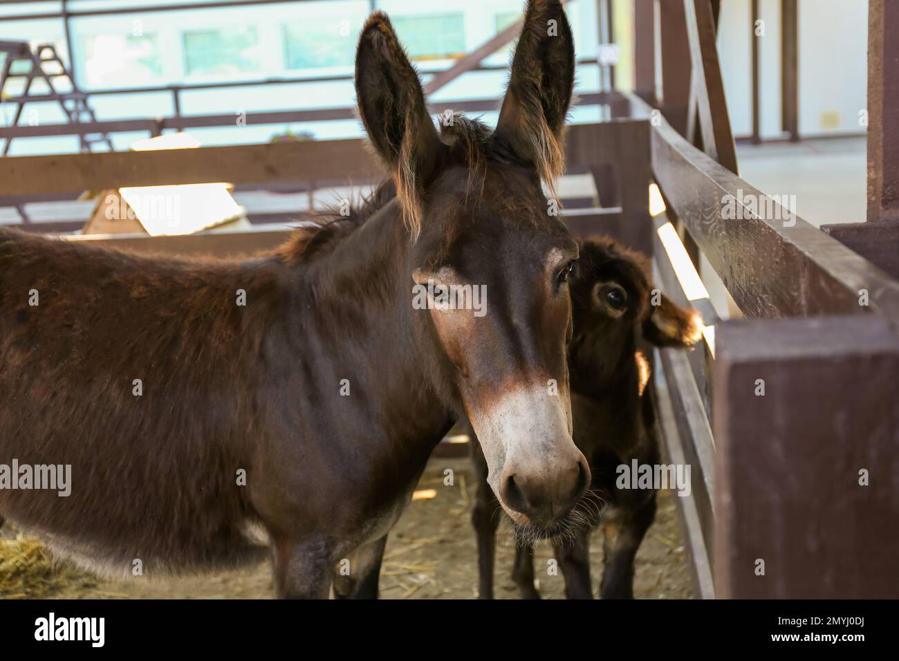 Cute funny donkeys on farm. Animal husbandry Stock Photo - Alamy