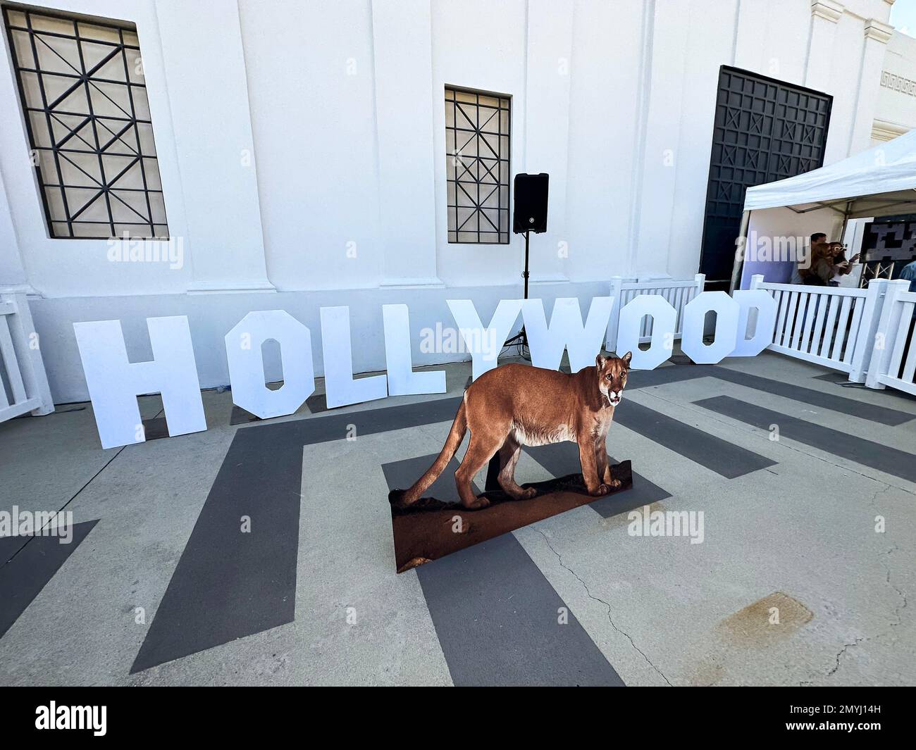 Hollywood Sign Mountain Lion