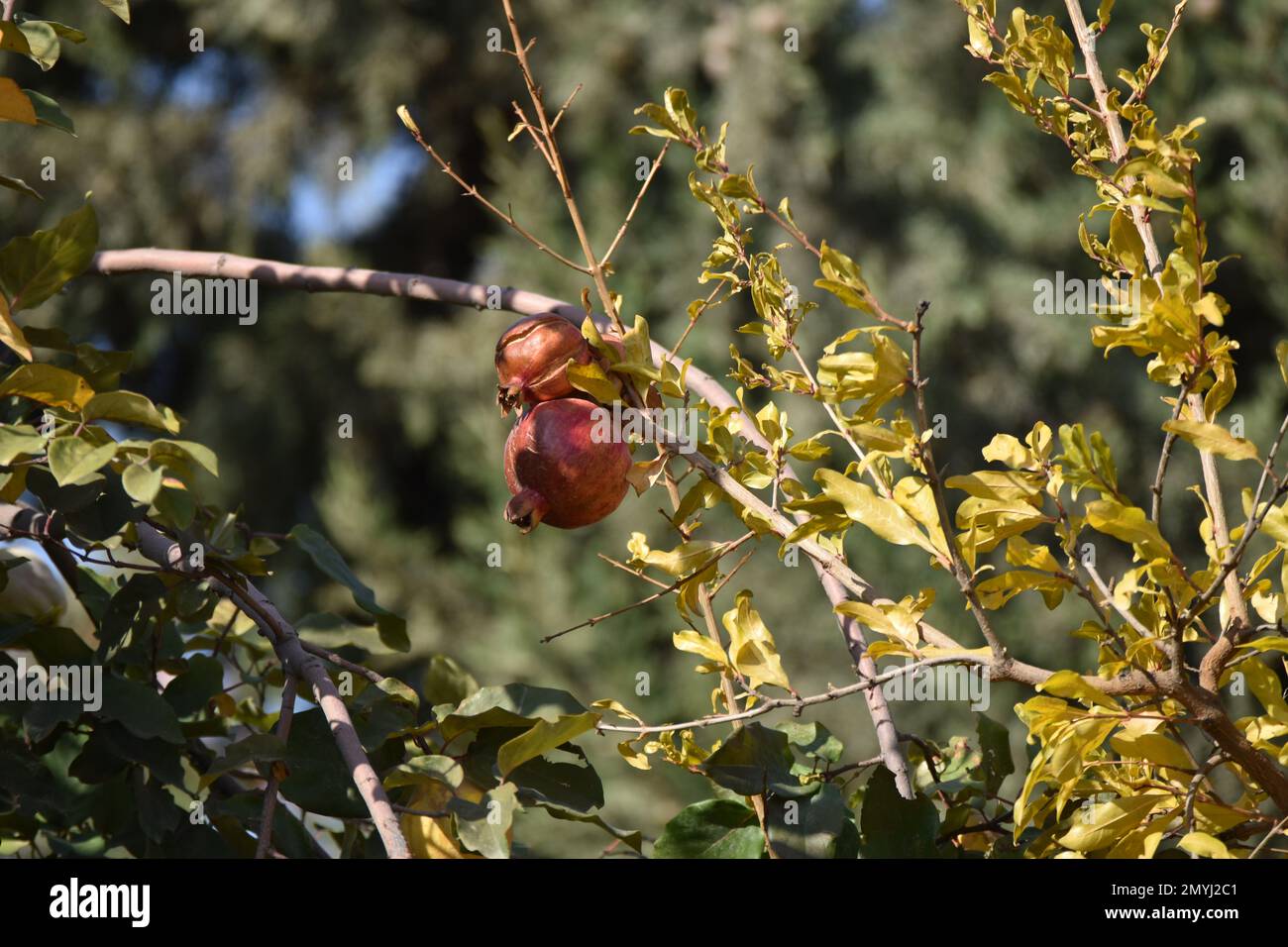 Pomegranates tree hi-res stock photography and images - Alamy