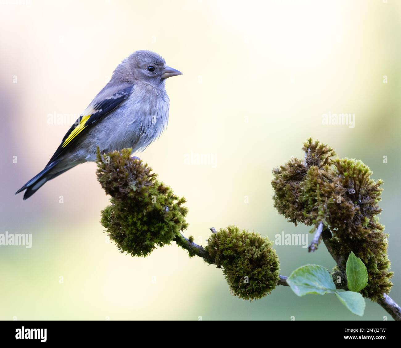 European Goldfinch [ Carduelis carduelis ] juvenile bird on mossy stick ...
