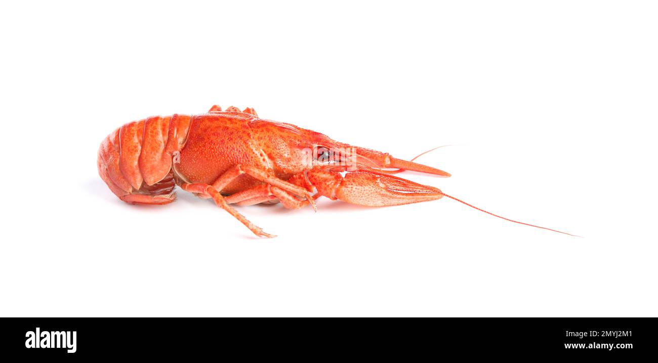 Crayfish red color on hi-res stock photography and images - Alamy