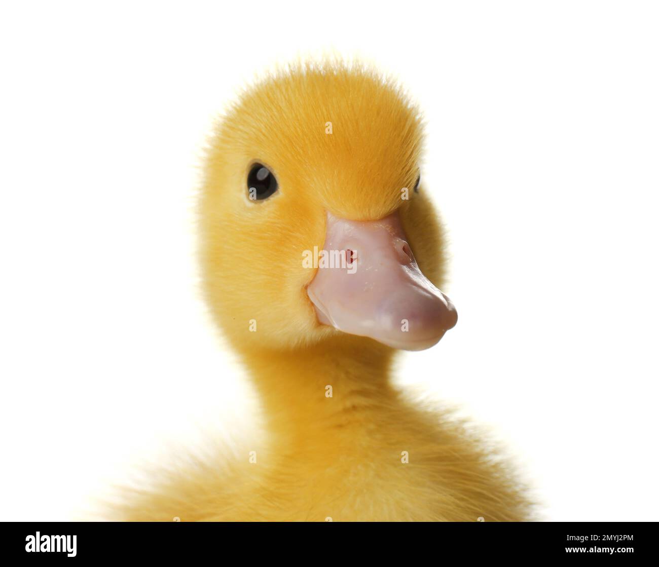 Cute fluffy gosling on white background, closeup. Farm animal Stock ...