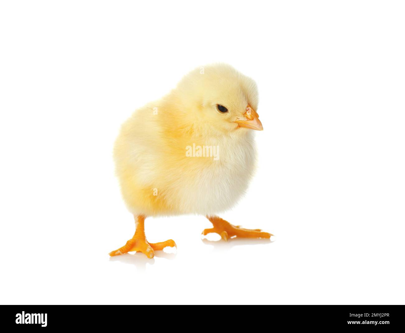 Cute fluffy baby chicken on white background. Farm animal Stock Photo ...