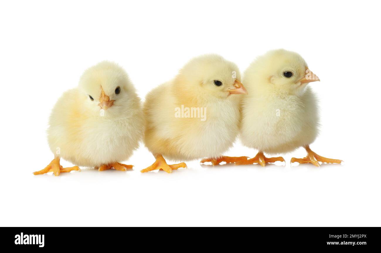 Cute fluffy baby chickens on white background. Farm animals Stock Photo - Alamy