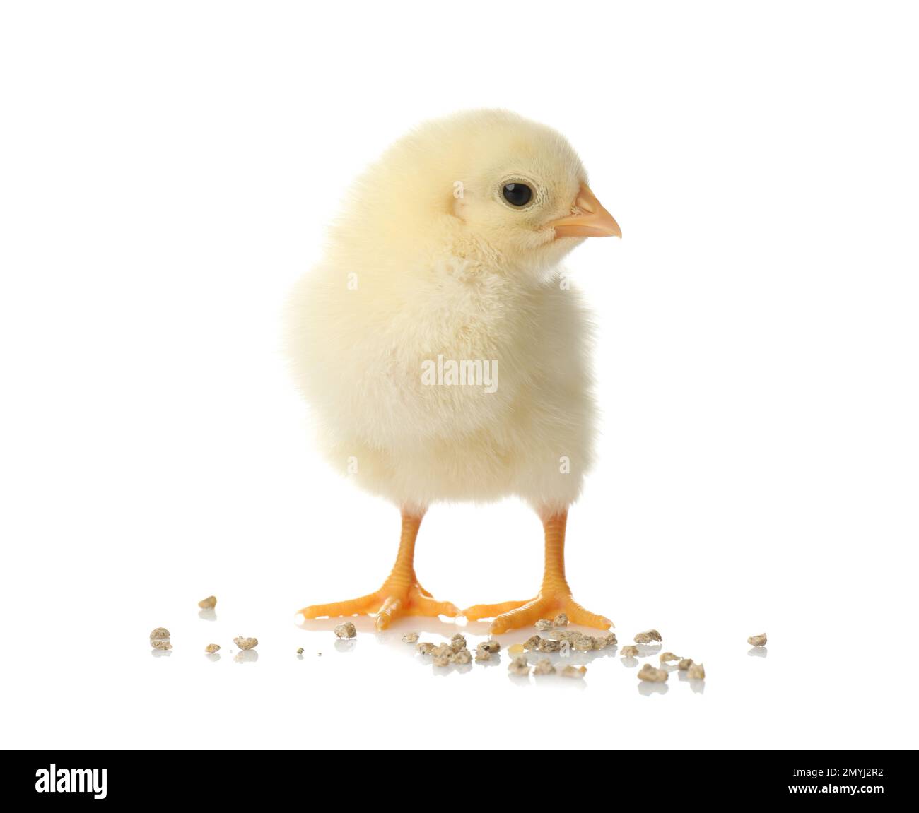 Cute fluffy baby chicken with millet groats on white background. Farm ...