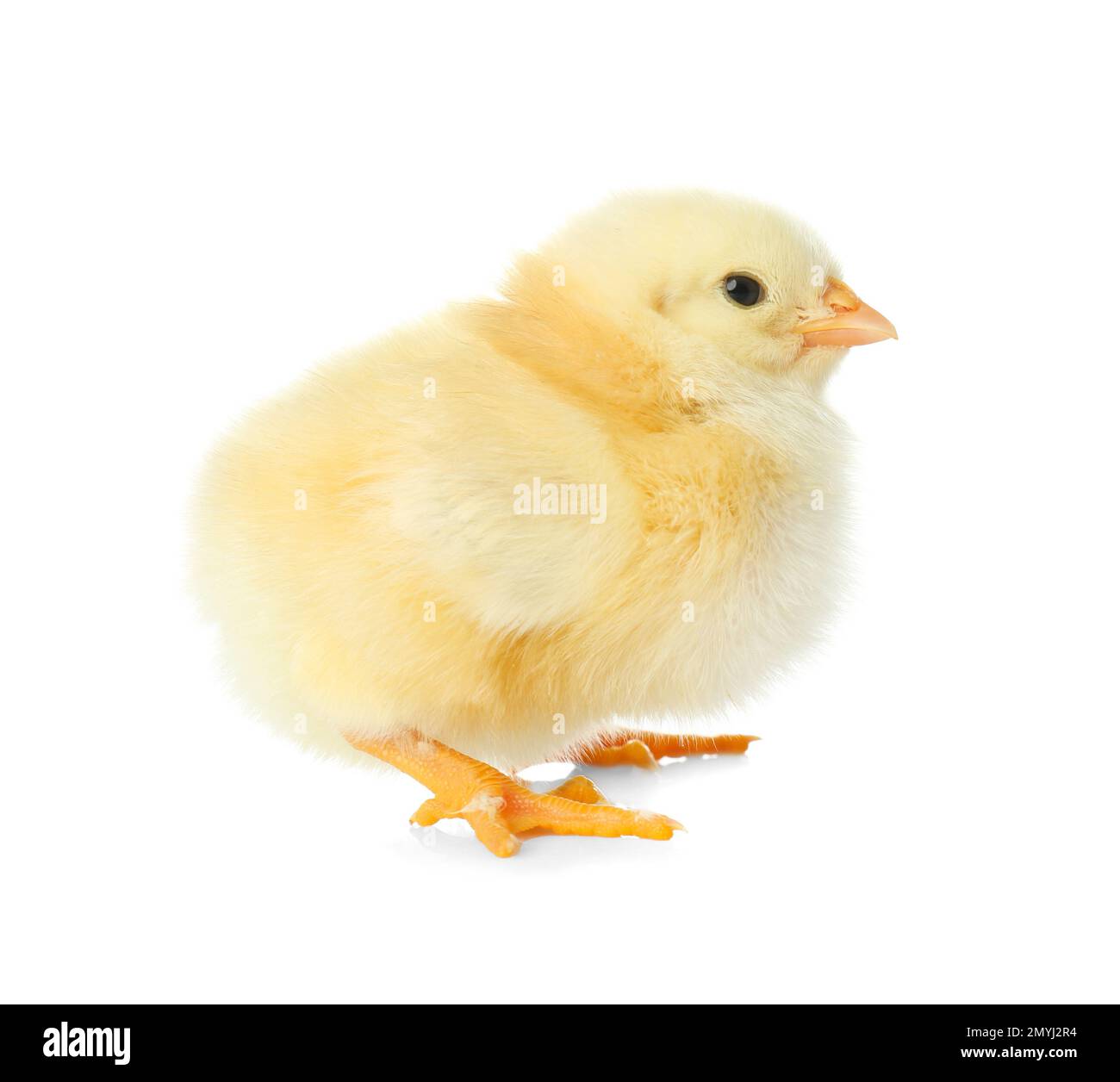 Cute fluffy baby chicken on white background. Farm animal Stock Photo ...