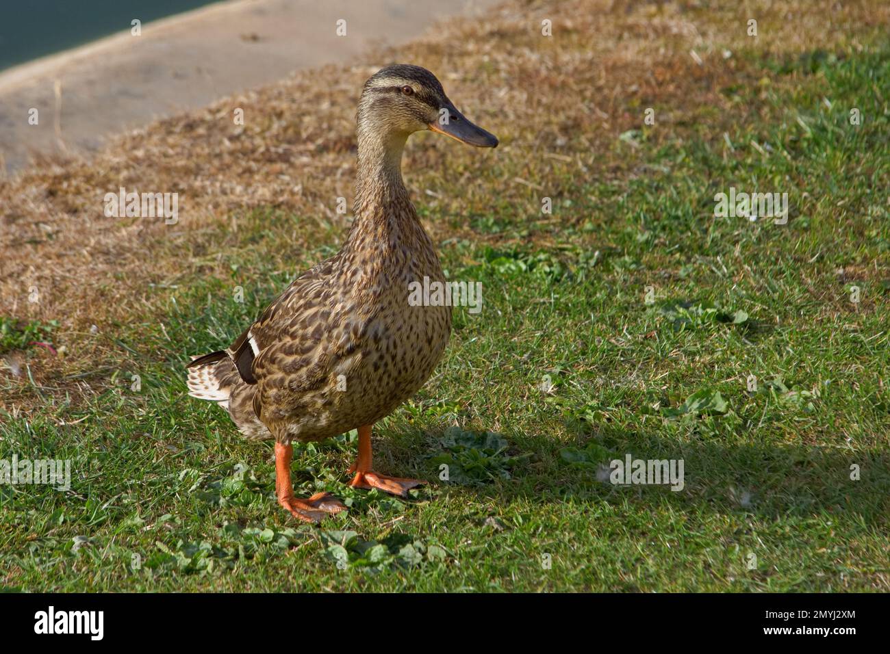 Mallard duck standing hi-res stock photography and images - Alamy