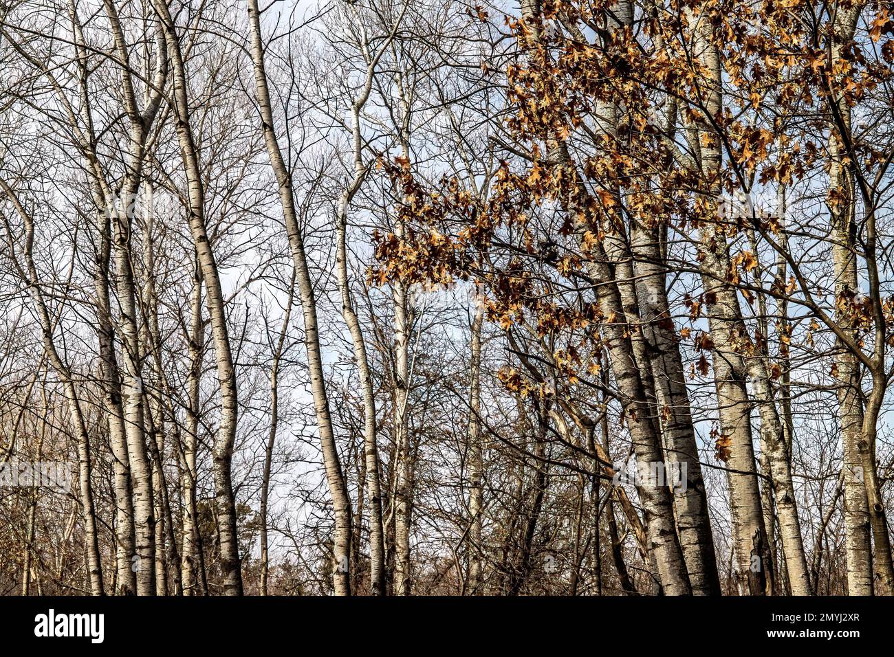 Closeup of a grove of birch trees in the spring at Pine Point Regional ...