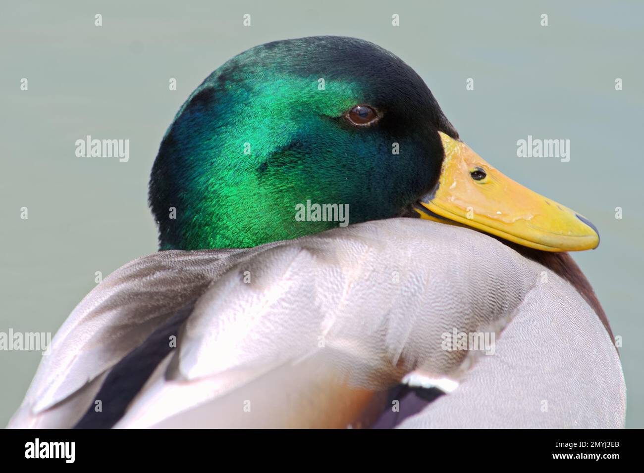 Close up portrait view of a beautiful male Mallard duck showing the ...