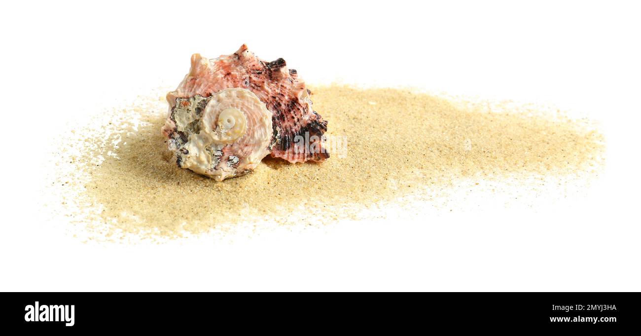 Beautiful sea shell and sand on white background Stock Photo - Alamy